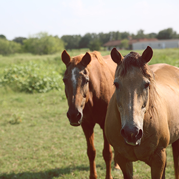 About Burning Tree Ranch | Long-Term Treatment in Texas