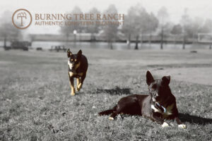 Explore Burning Tree Ranch | Overview Videos & Photo Gallery